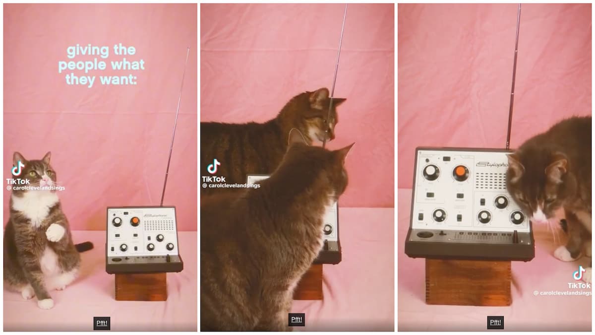 These Philadelphia Cats Playing the Theremin Is Purr Joy: 'I Needed ...