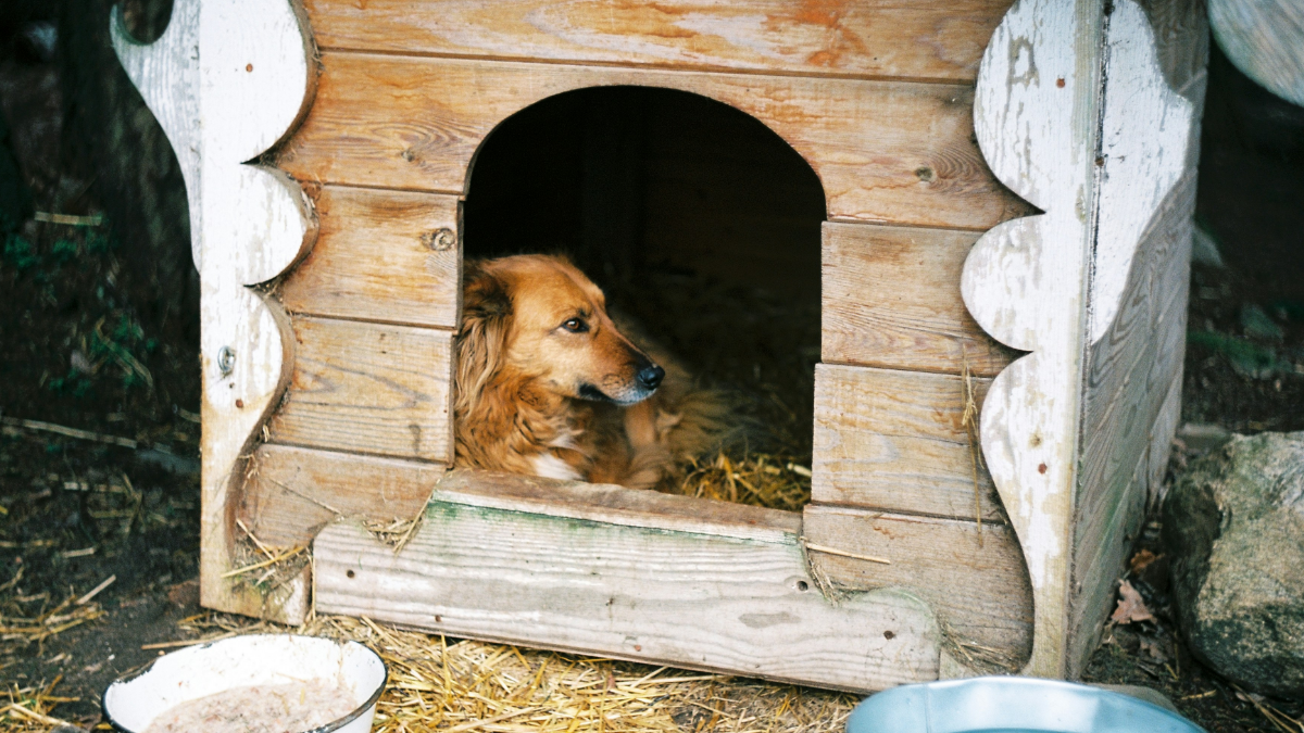 Georgia Kennel Lets Family Dog Die of Food Poisoning After ‘Very, Very Clear’ Symptoms: ‘This ...