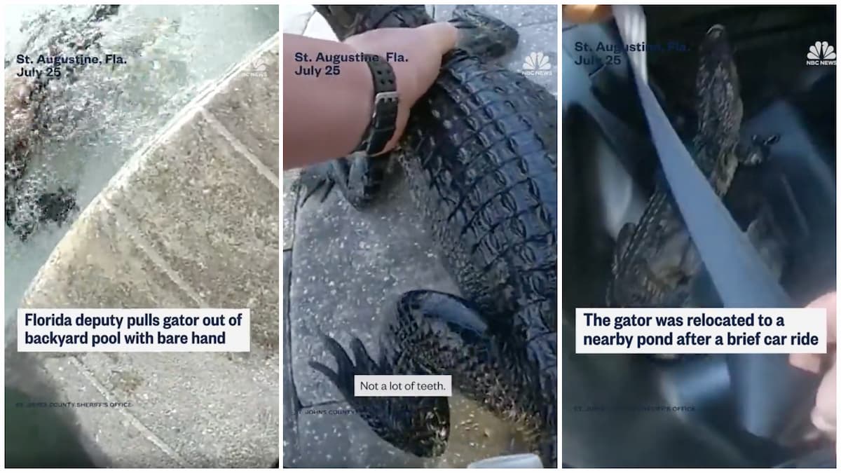 Brave Florida Deputy Rescues a Live Alligator From a Pool With His Bare Hands: 'Police Brutality ...
